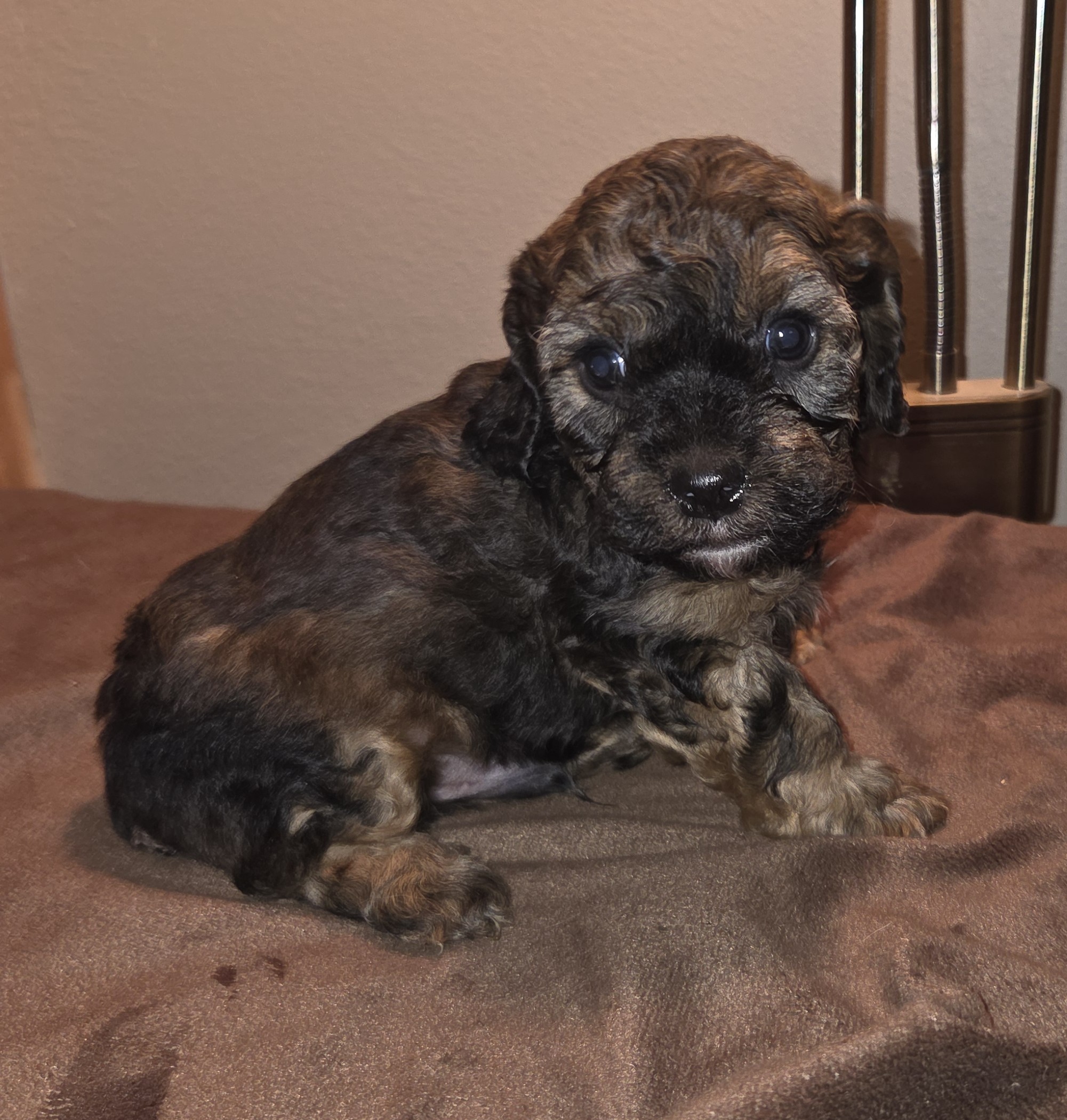 Designer and mix puppies, morkies, maltipoos, red maltipoos, Yorkshire ...